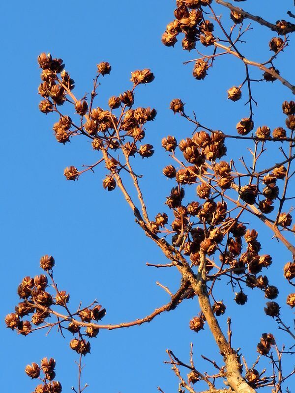 皆さまよいお年を・・・散歩風景と共に: ろこのつれづれに・・・♪毎日が花曜日♪