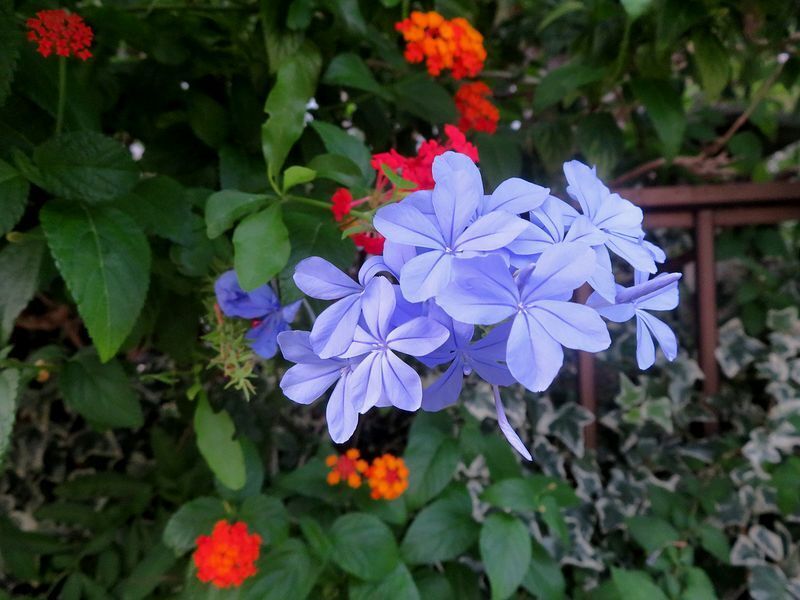 🦋真夏公園の花達は元気で・・・: ろこのつれづれに・・・♪毎日が花曜日♪
